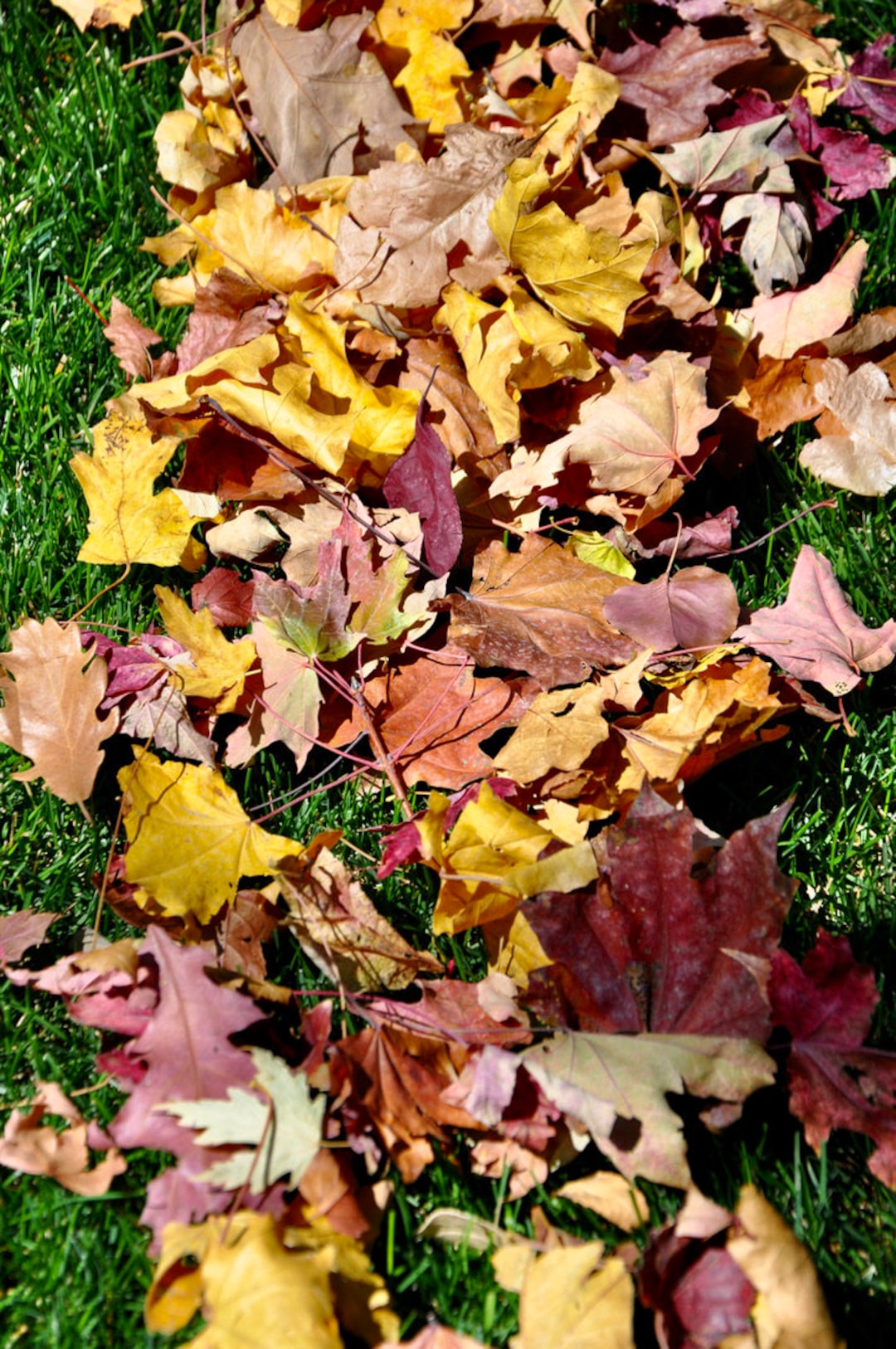 Natural Organic Natural Dried Leaves Assortment Autumn Holidays Events ...