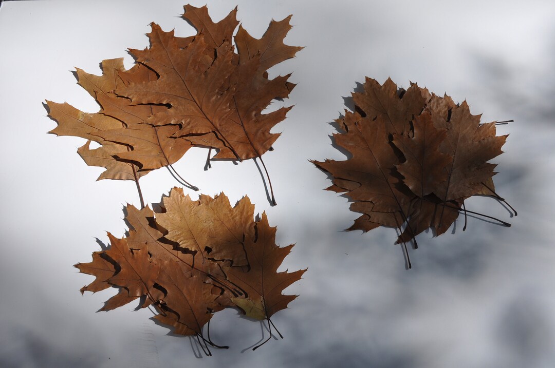 Pressed Fall Oak Leaves 35 Assorted Sizes Dried Natural Organic Oak ...