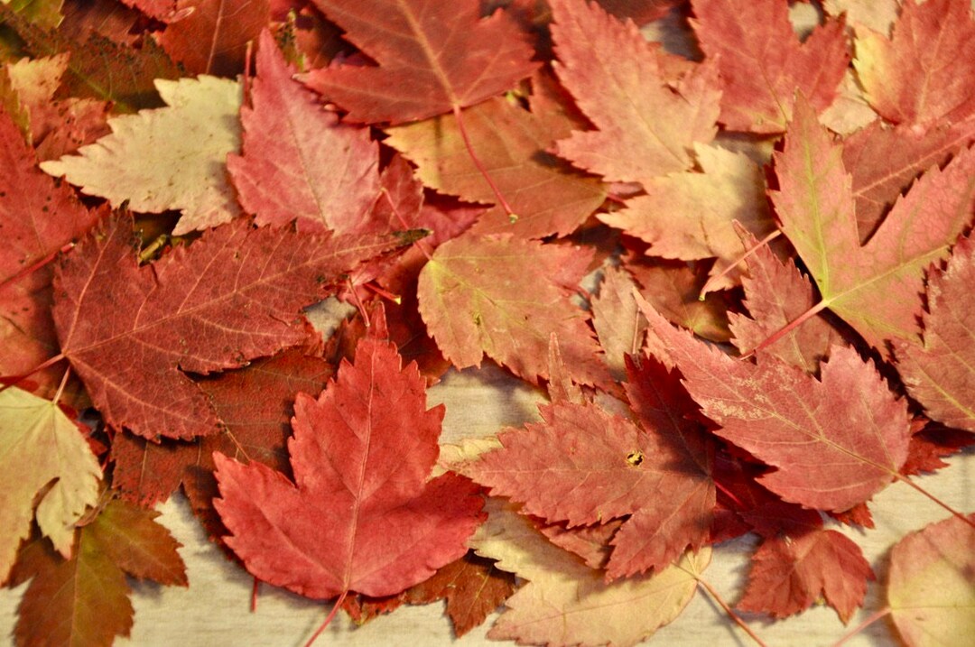 35 Real Fall Red Point Maple Leaves Autumn Leaves Pressed - Etsy