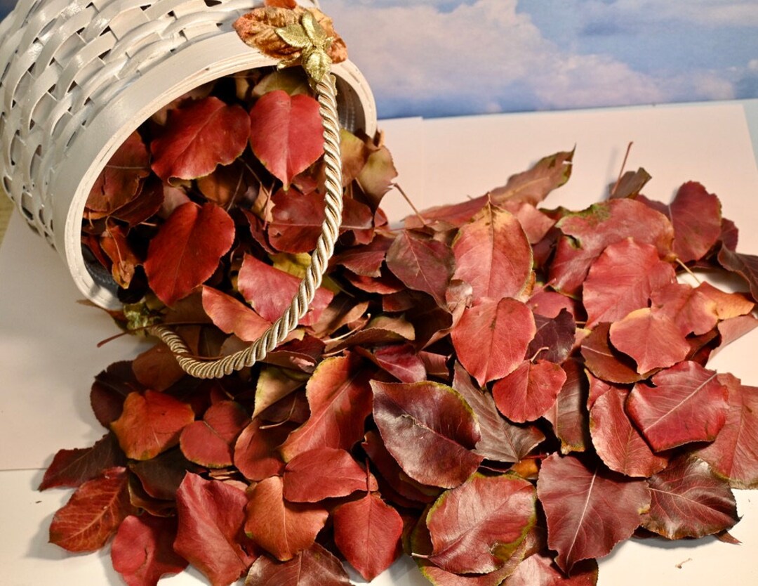 REAL Organic Dried Fall Pear Leaves Organic Natural Flower Girl Fall ...
