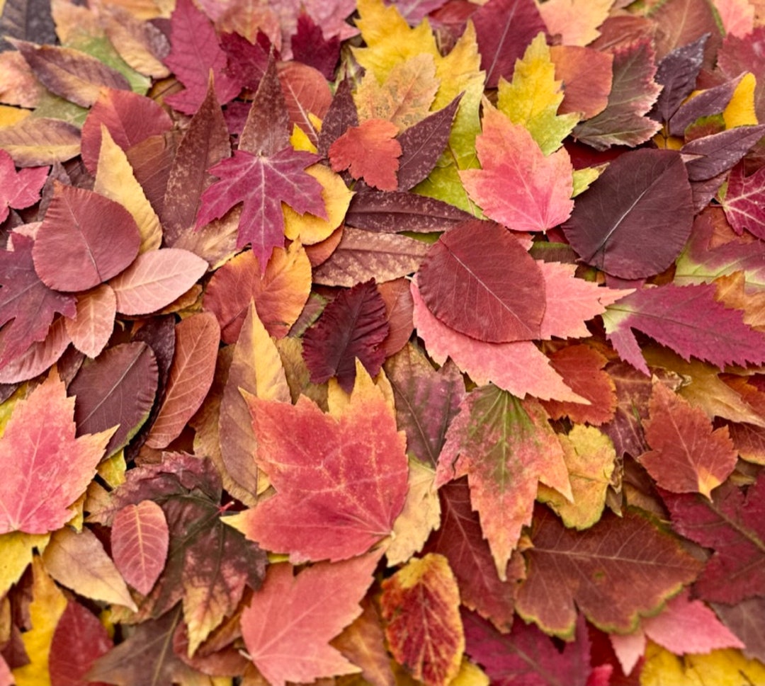 300 + Pressed Fall Leaves Assortment Fall Decor Autumn Leaves Fall ...