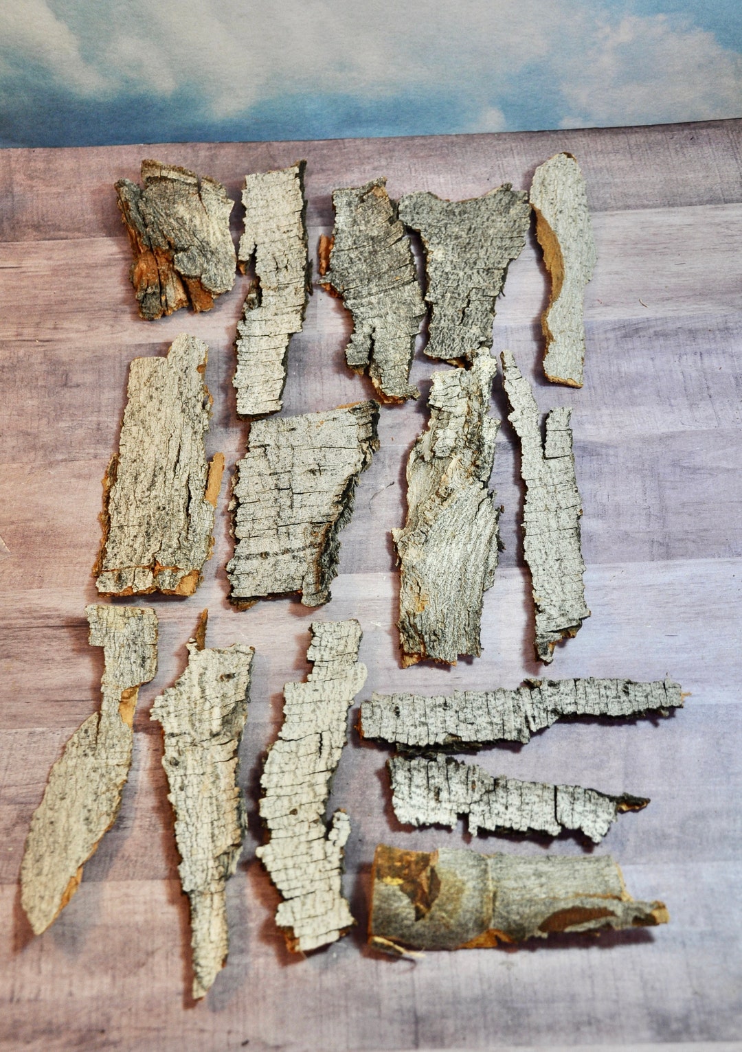 Natural Organic Tree Bark Silver Maple 15 Pc Terrarium Supplies Fairy ...