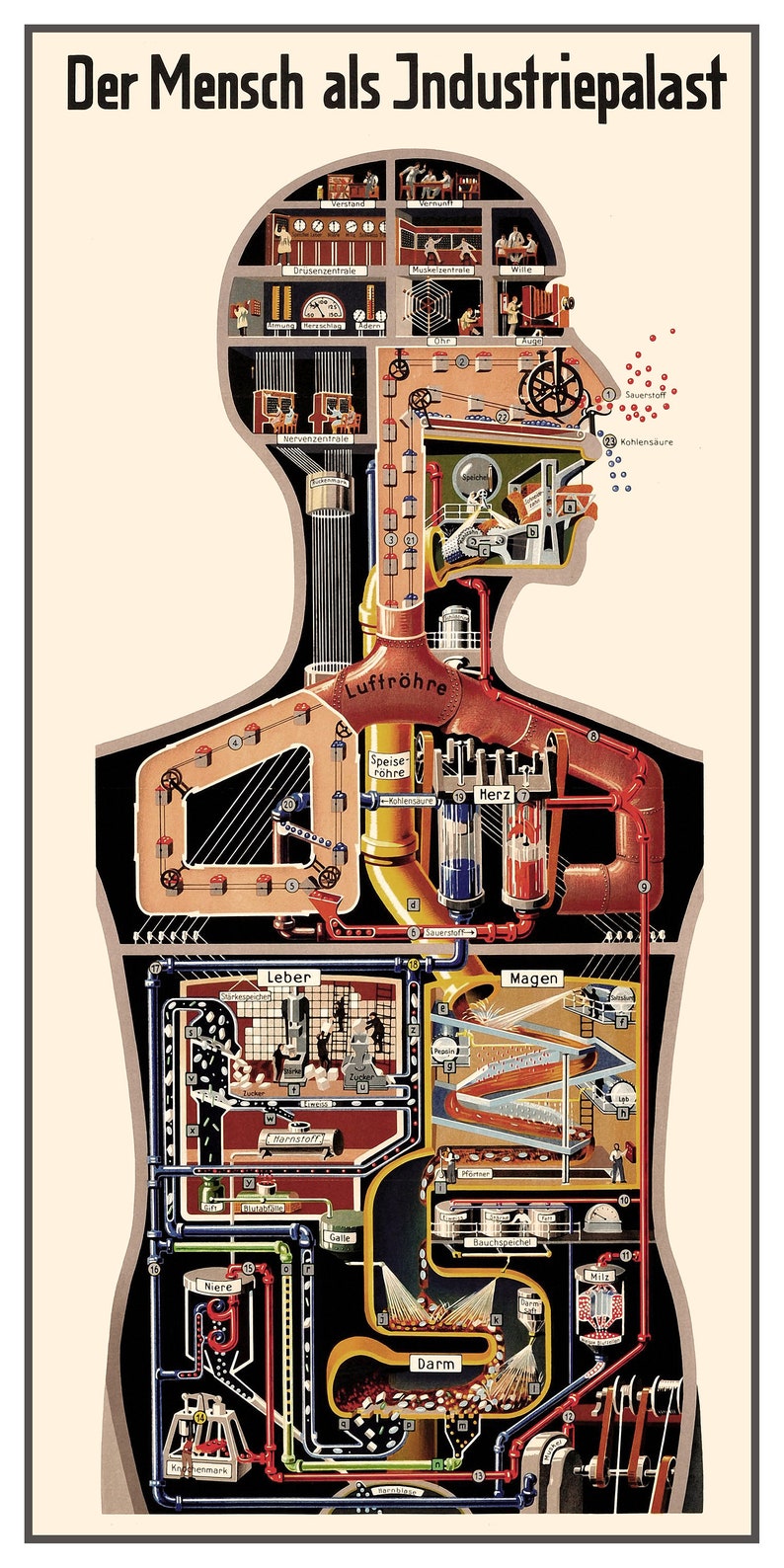 Reprint of the Vintage 1930s German Industrial View of the Human Body ...