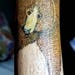 The Bears Hiking Stick - Etsy
