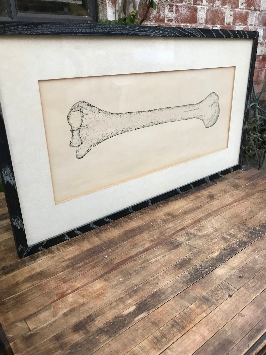 Antique 18th or 19th Century Etching of Humerus Human Bone Framed and ...