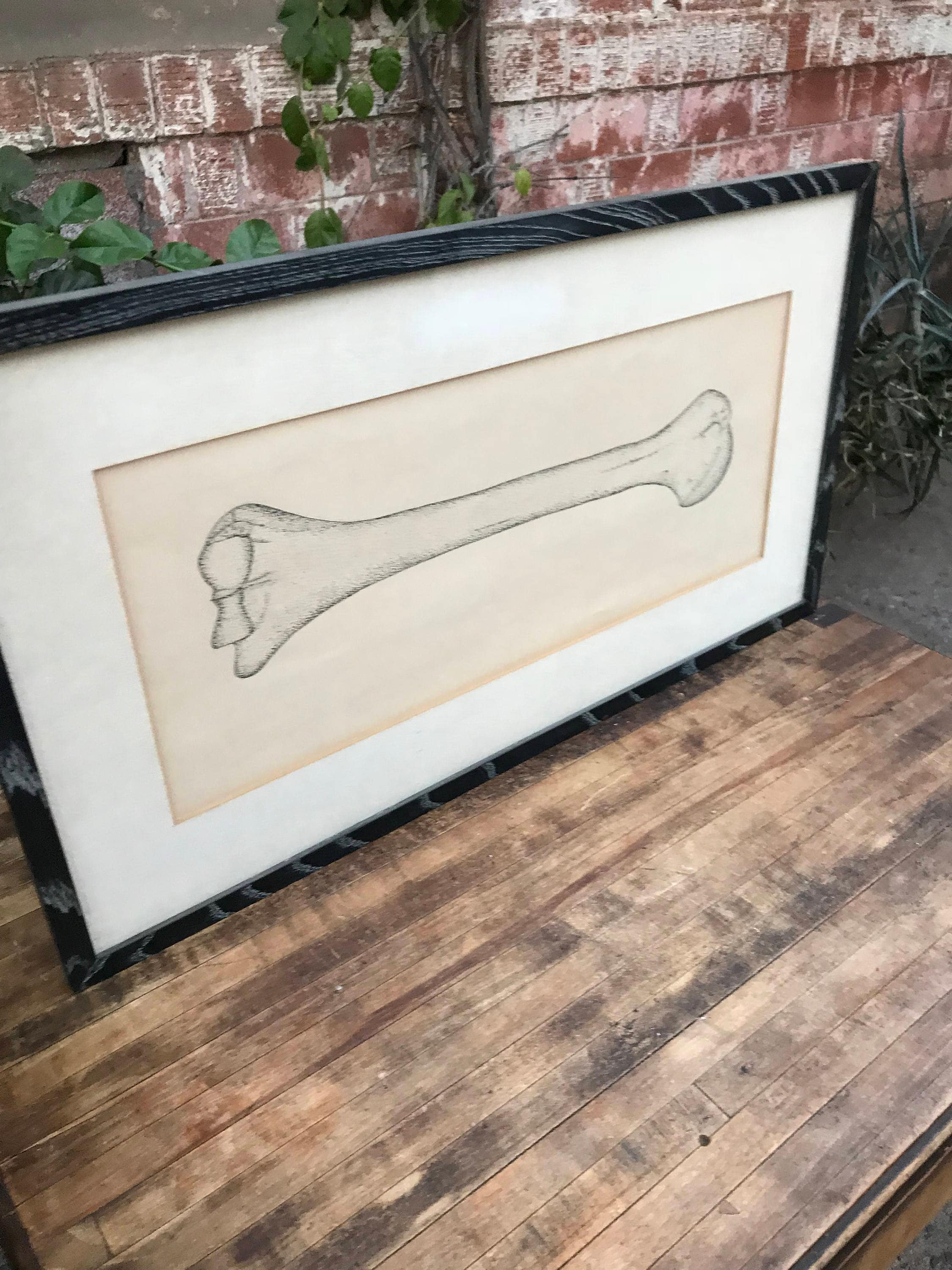 Antique 18th or 19th Century Etching of Humerus Human Bone Framed and ...