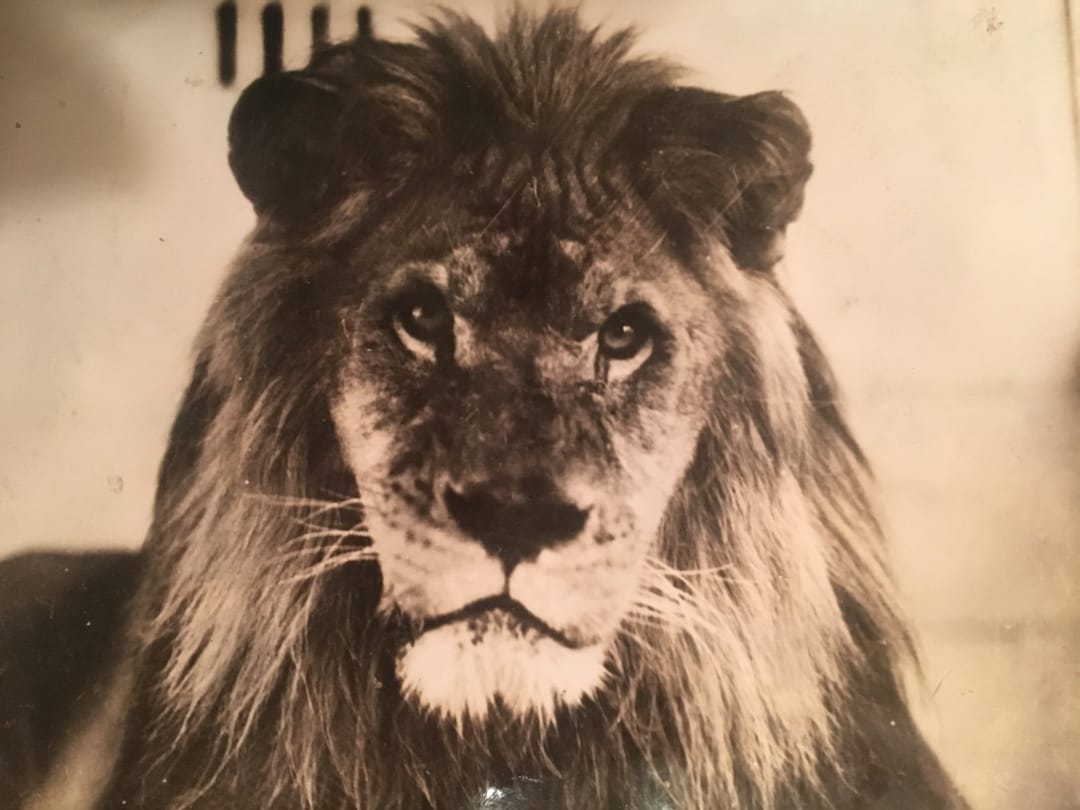 Extremely Rare Hollywood Antique Vintage Original Photograph of the ...