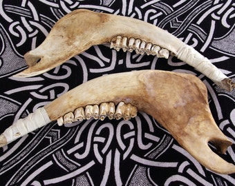 Cow bone | Etsy