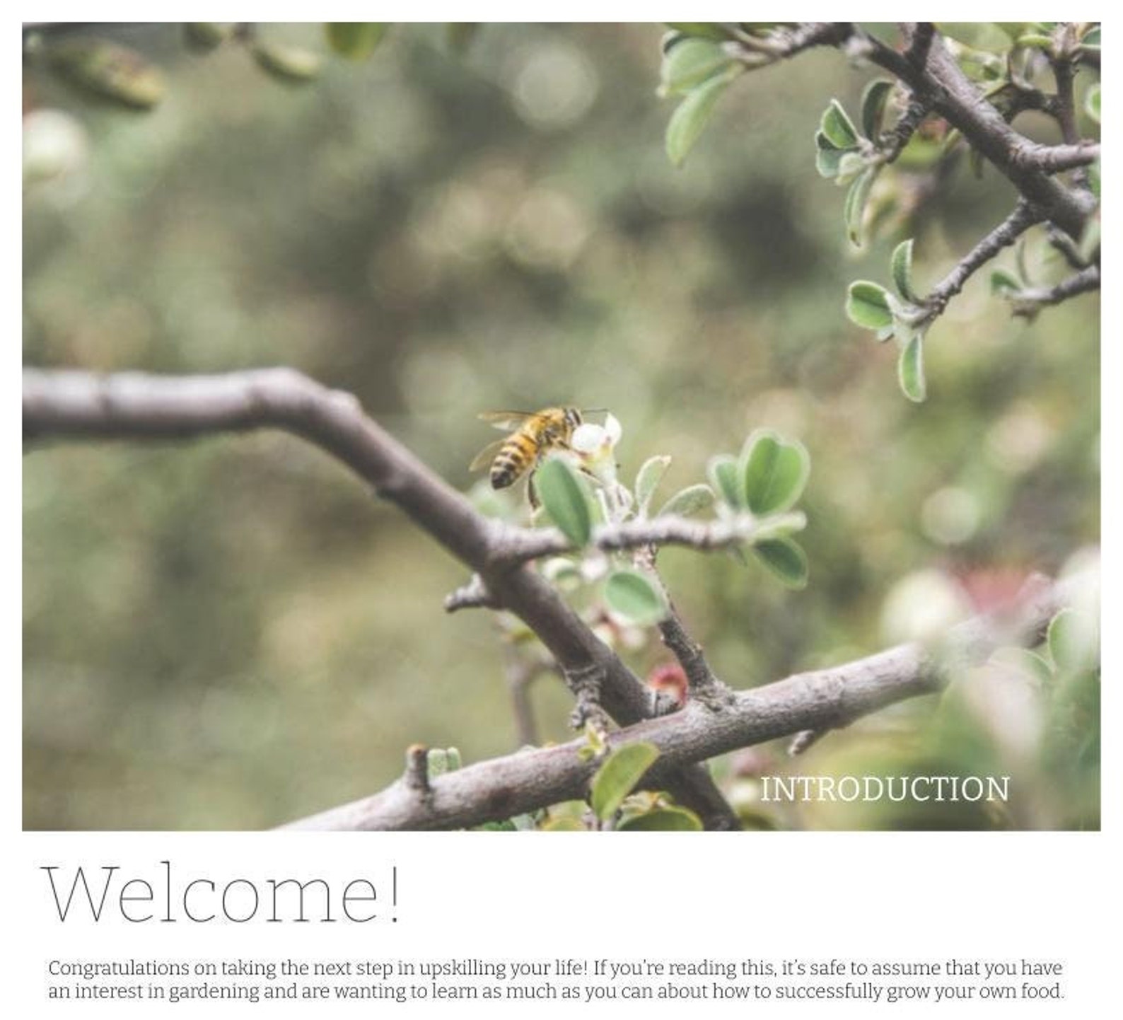 Companion Planting Ebook Digital Download - Etsy