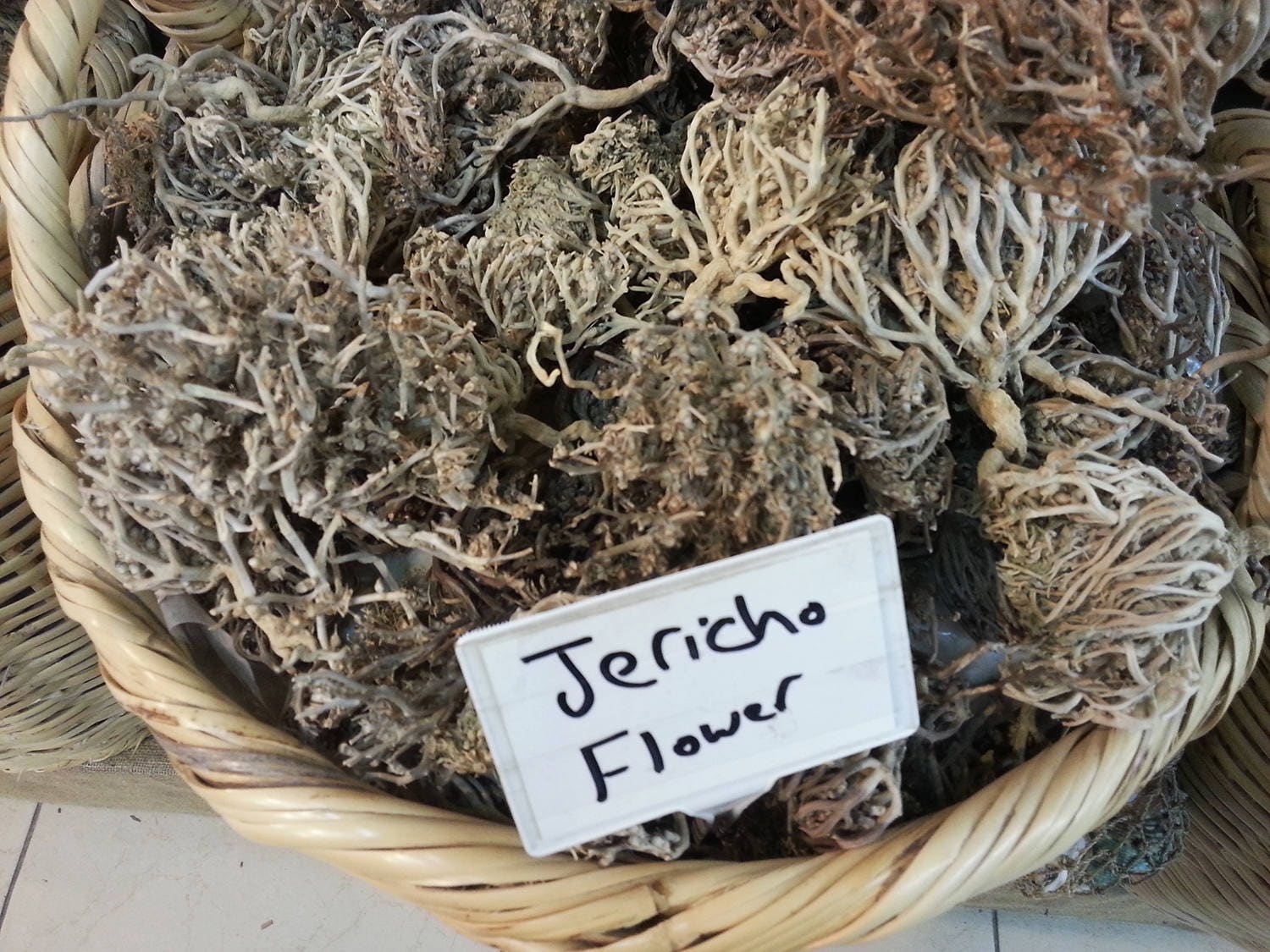 JERICO FLOWER, Rose of Jericho, the Plant of Resurrection, Mary’s Rose ...