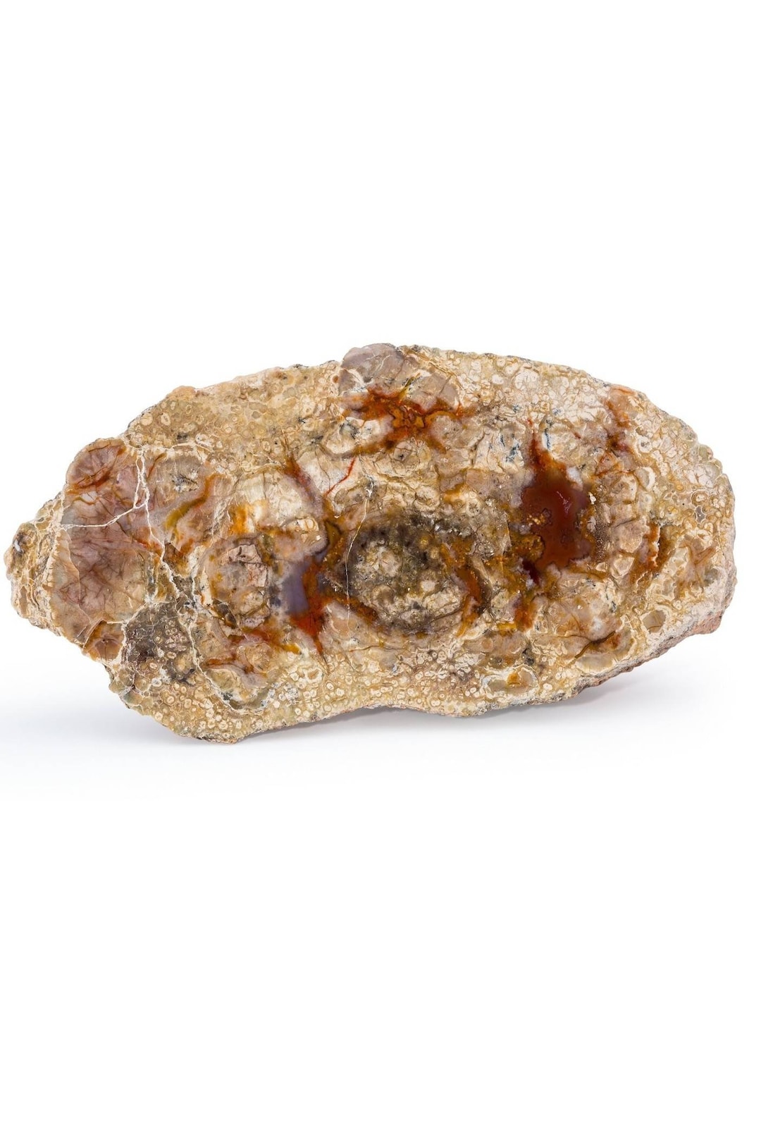 Fossilized Dinosaur Coprolite, Utah, USA, Morrison Formation, Late ...