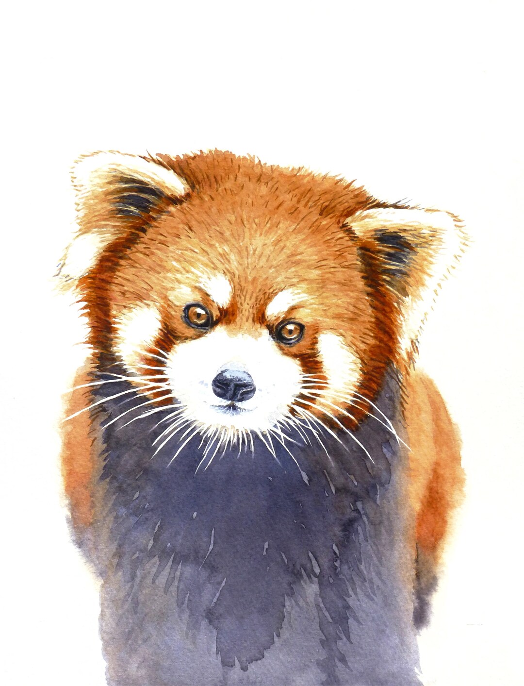 Red Panda Watercolor Painting - Central Park Zoo, NYC - Wildlife ...