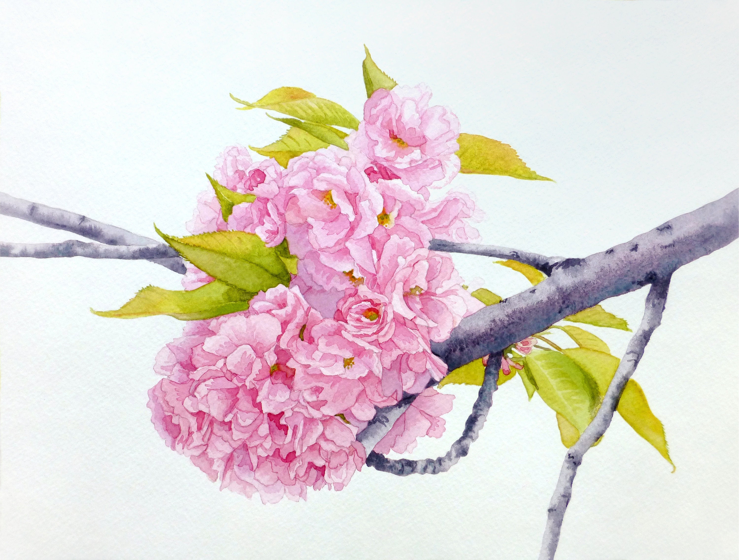 Cherry Tree Blossom Original Watercolor Painting Japanese | Etsy