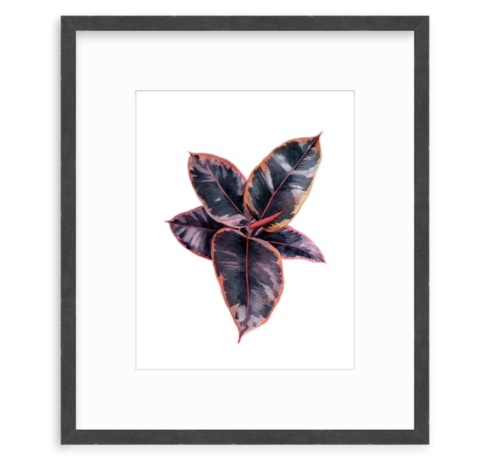 Ruby Ficus Elastica Watercolor Print Original Painting of a - Etsy