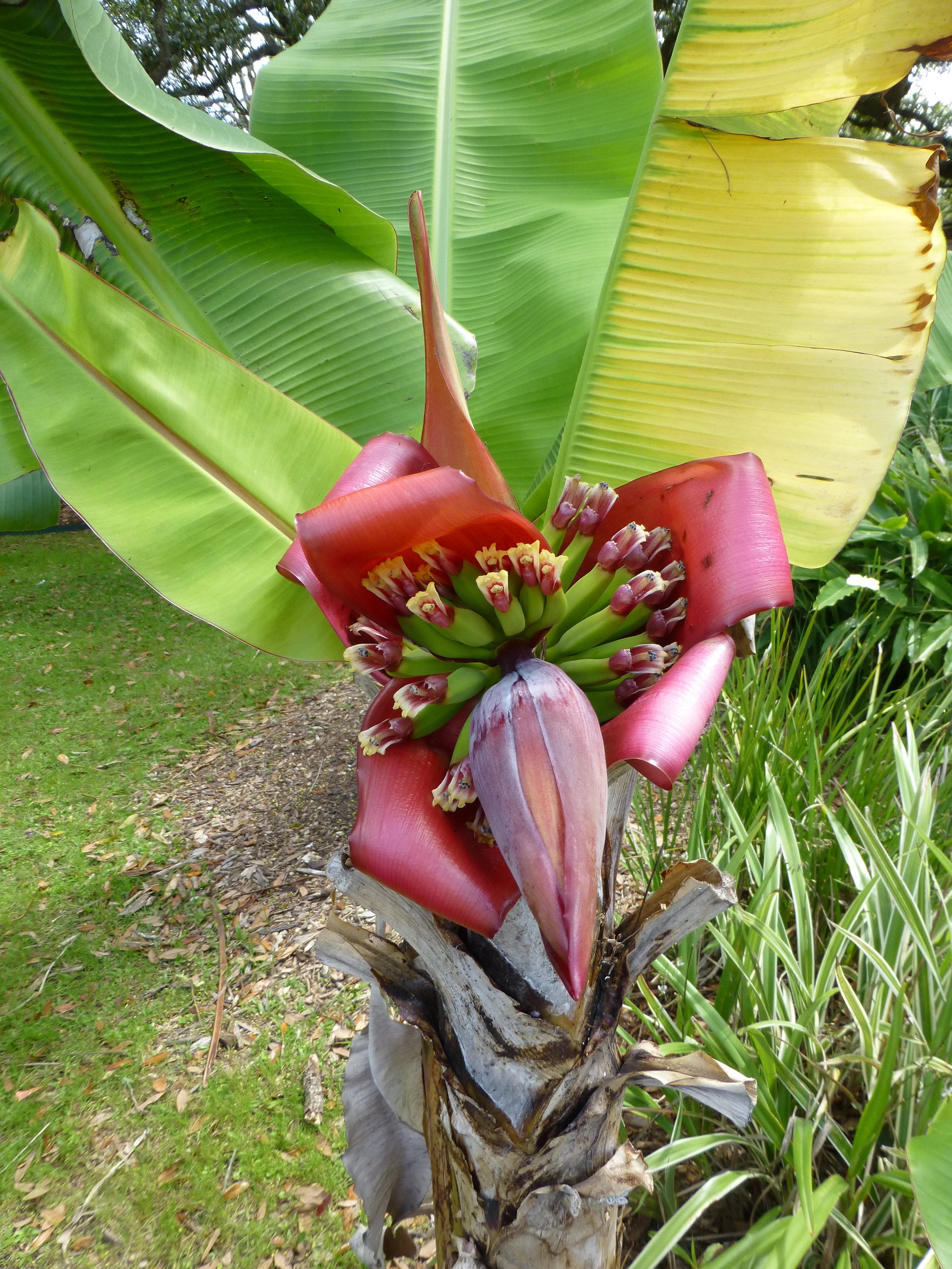 Original Banana Flower Blossom Watercolor Painting Tropical | Etsy