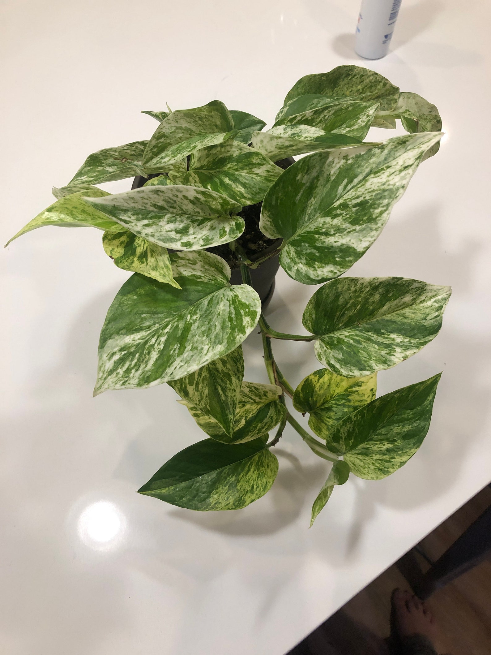 Marble Queen Pothos Watercolor Print - Houseplant Painting - Etsy