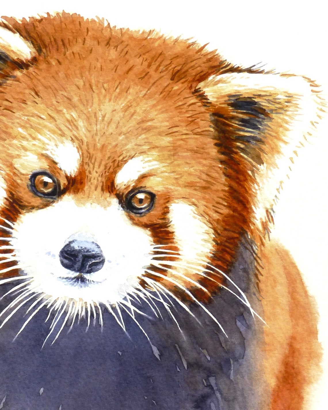 Red Panda Watercolor Painting Central Park Zoo NYC - Etsy