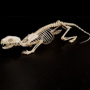 skunk skeleton