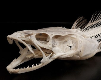 Snakehead Fish Skeleton,real Fish Head Skull,fish Skeleton,museum ...