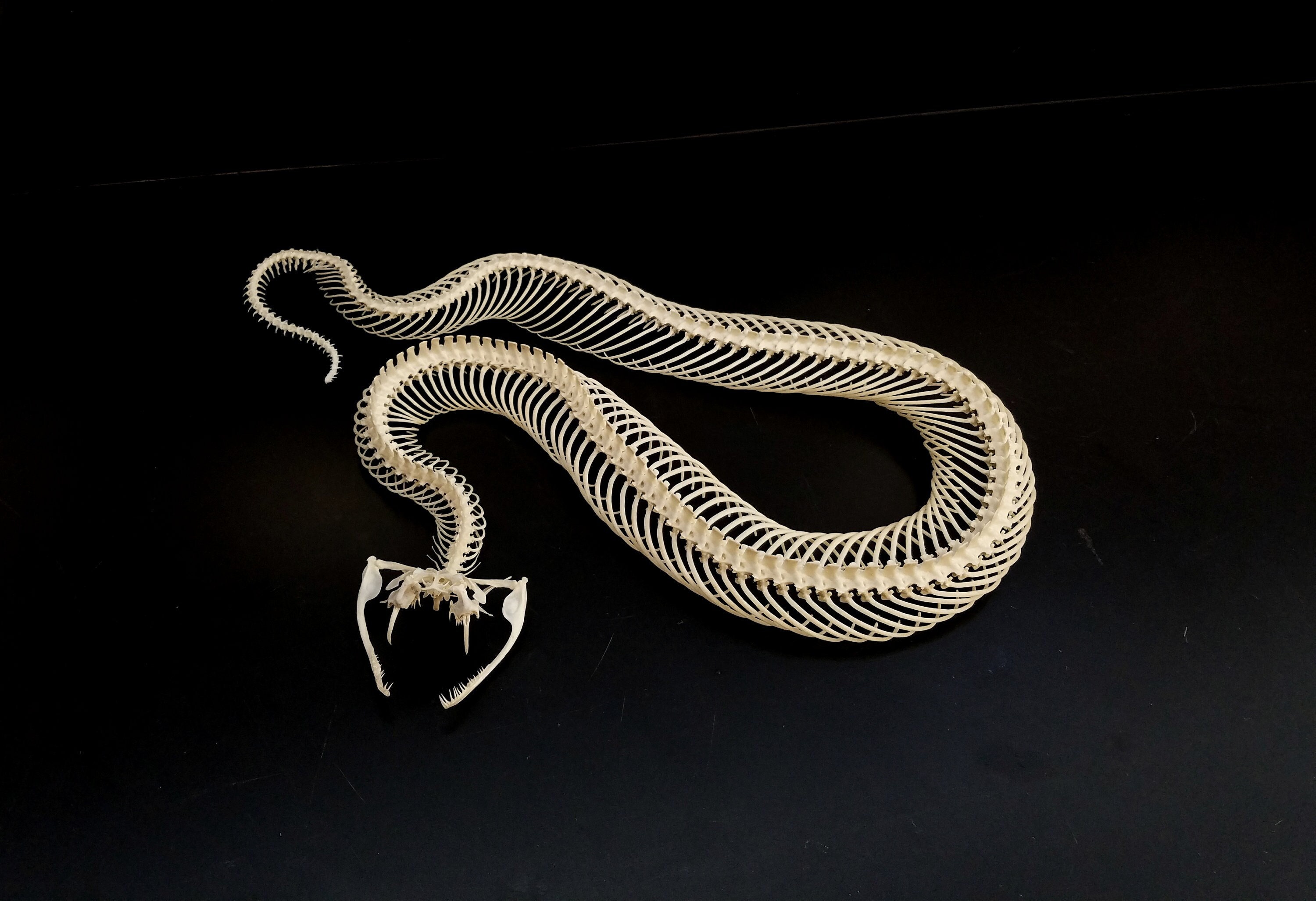 Gaboon Viper Skeleton