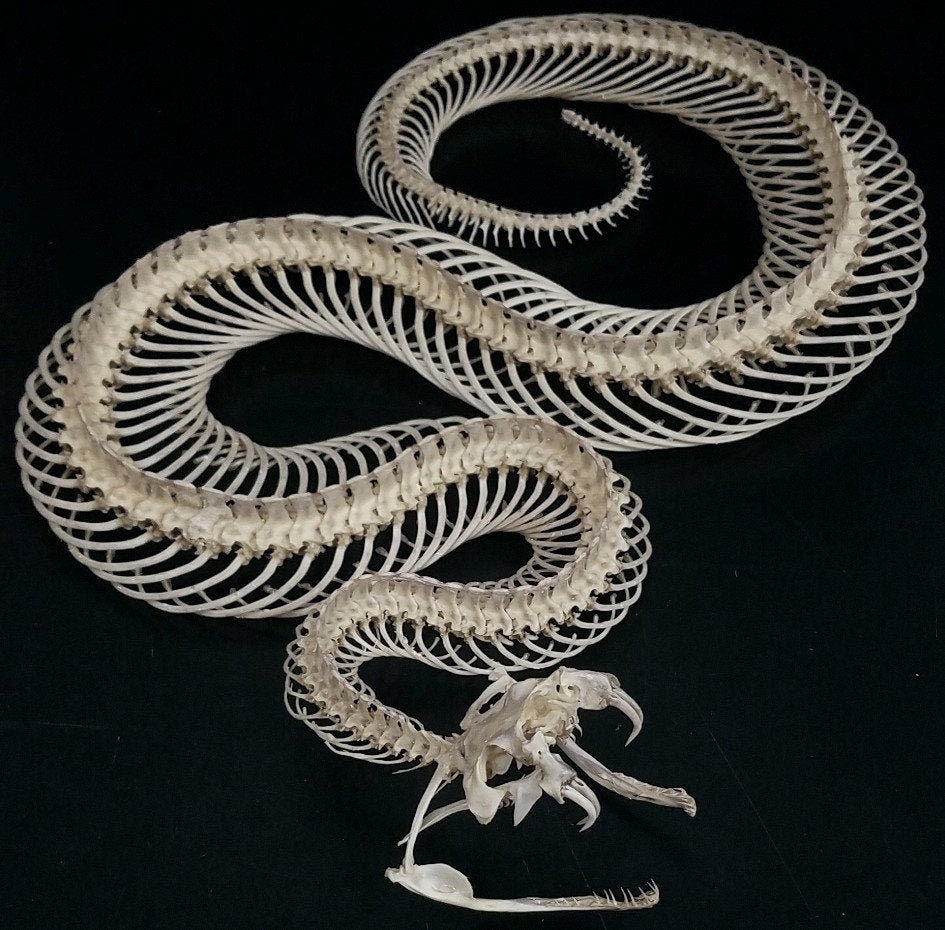 Gaboon Viper Skeleton