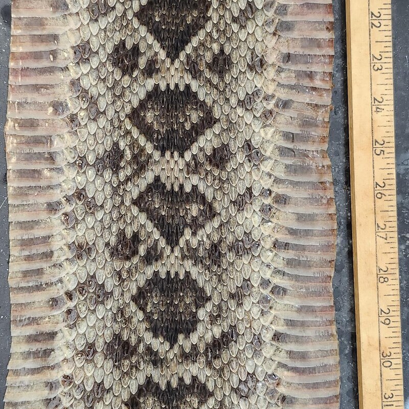 Rattlesnake Skin - Etsy