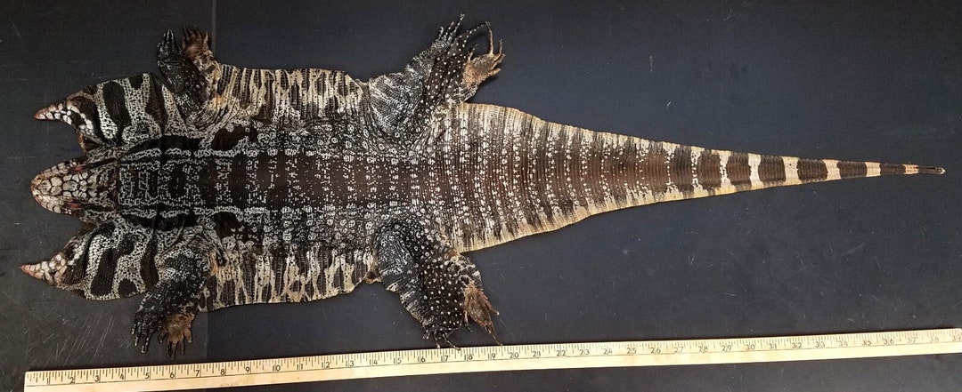 GIANT TEGU SKIN - Etsy