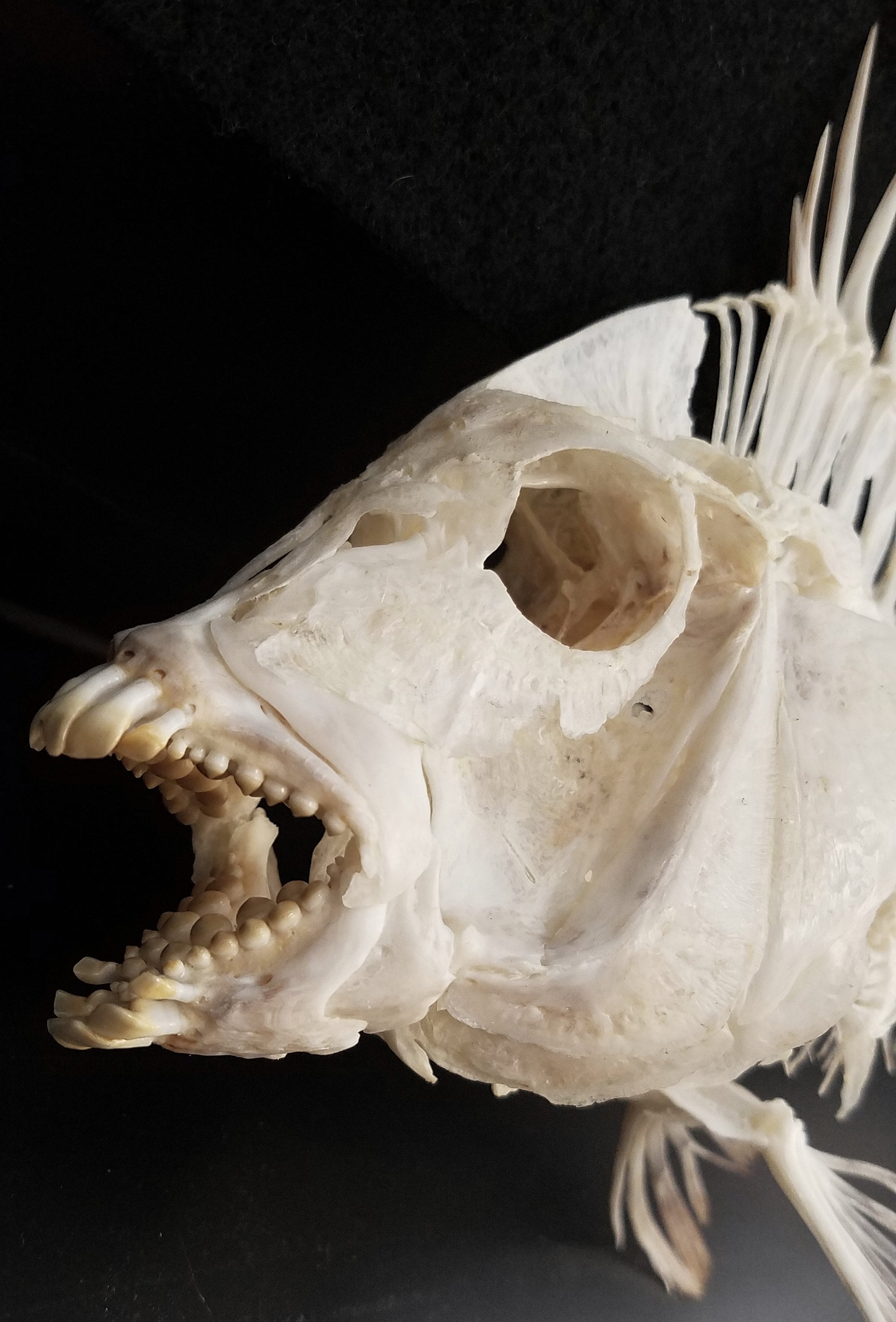 Fish Skull