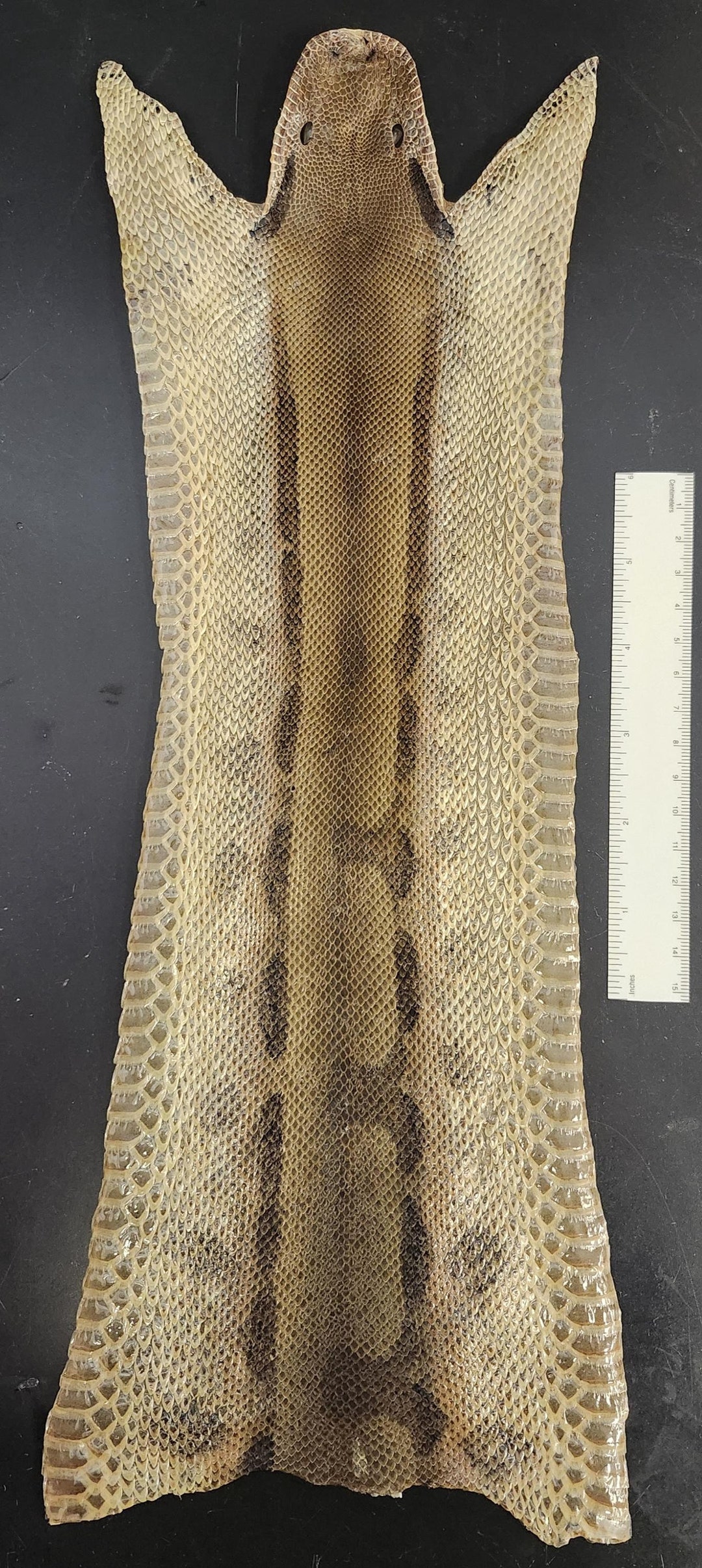 BOA CONSTRICTOR SKIN - Etsy