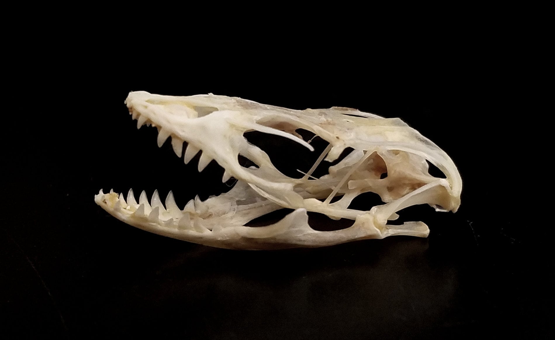 Monitor Lizard Skull
