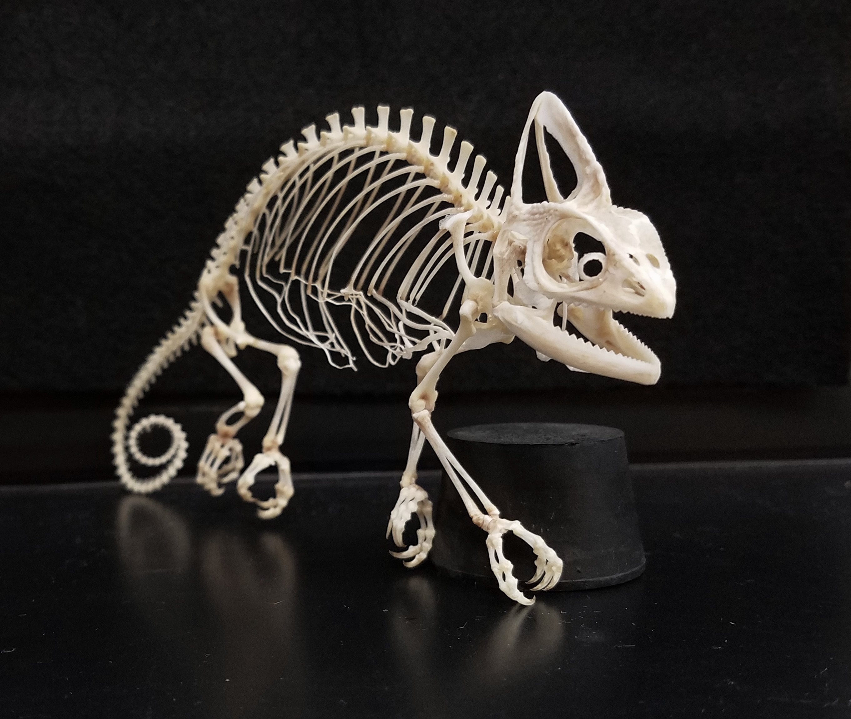 Veiled Chameleon Skull