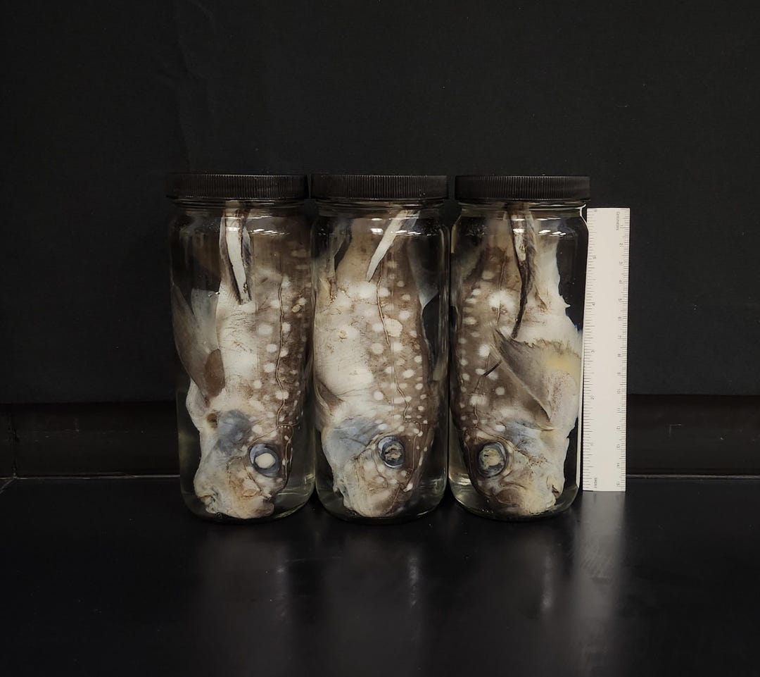 SPOTTED RATFISH - Etsy