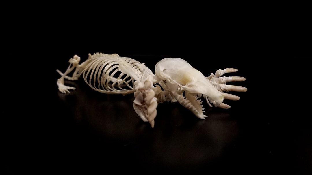 MOLE SKELETON - Etsy
