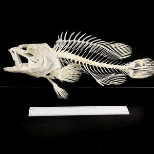 BUMBLEBEE GROUPER - Etsy