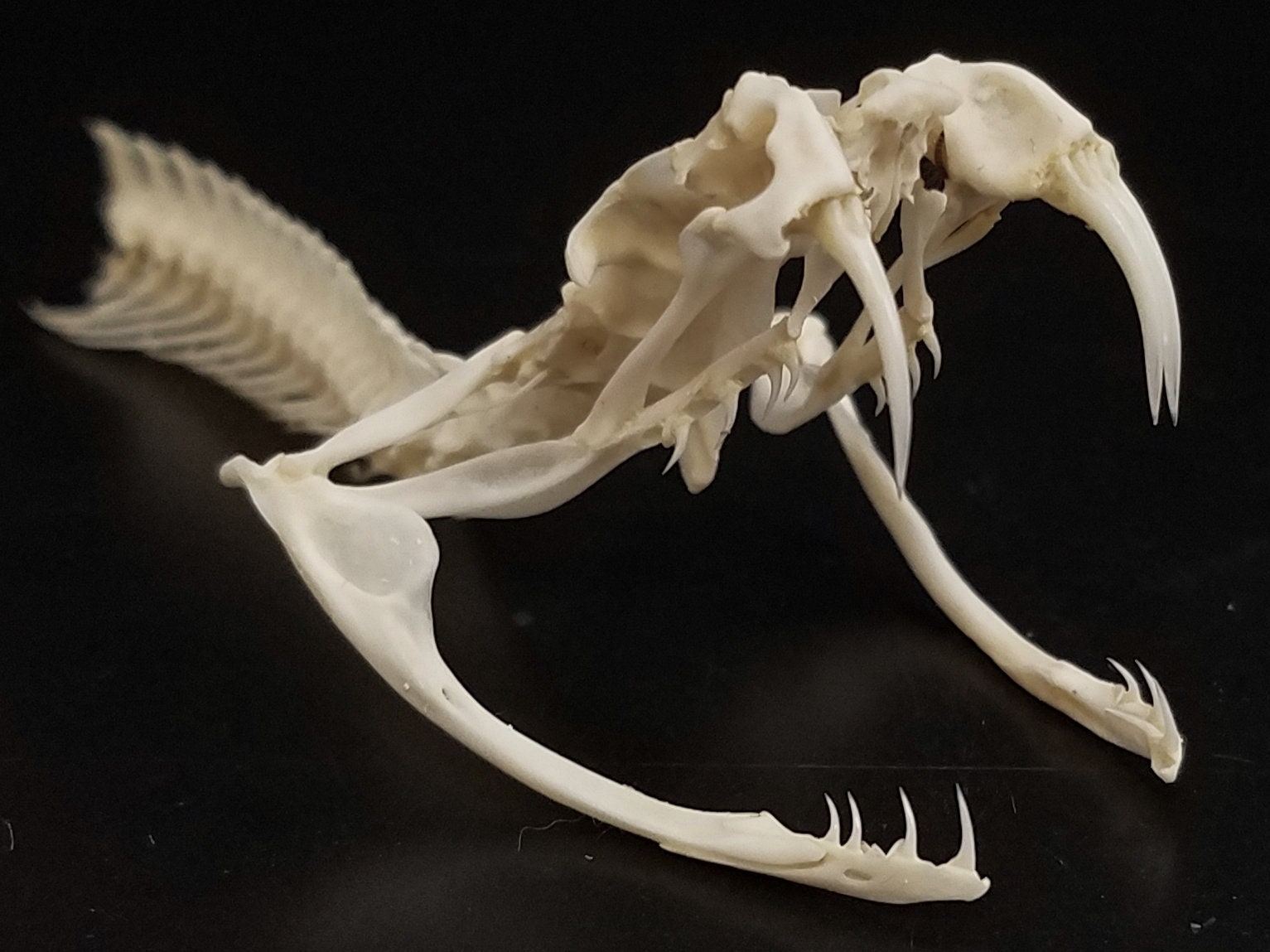 Rattlesnake Skull