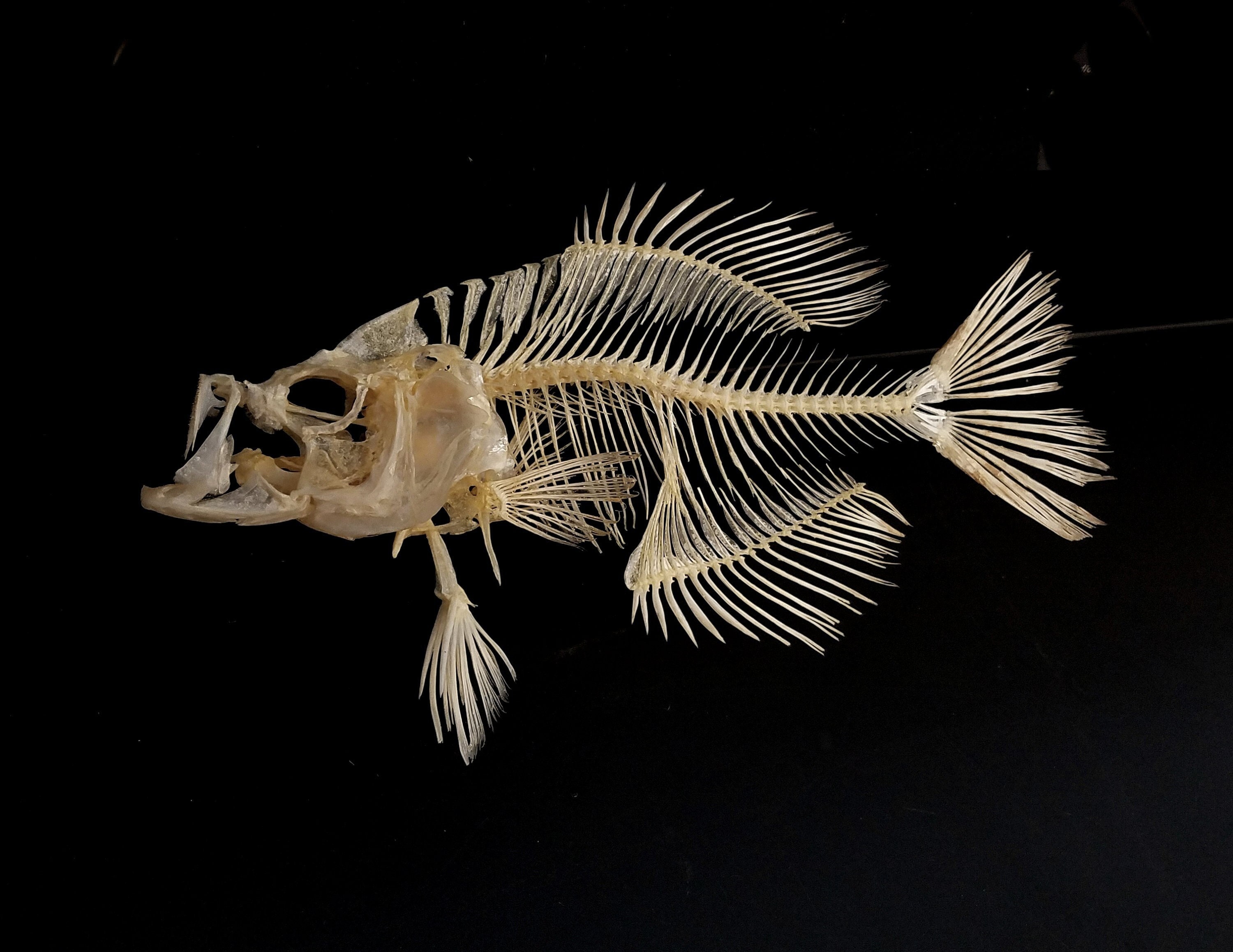 Crappie Fish Bone Real