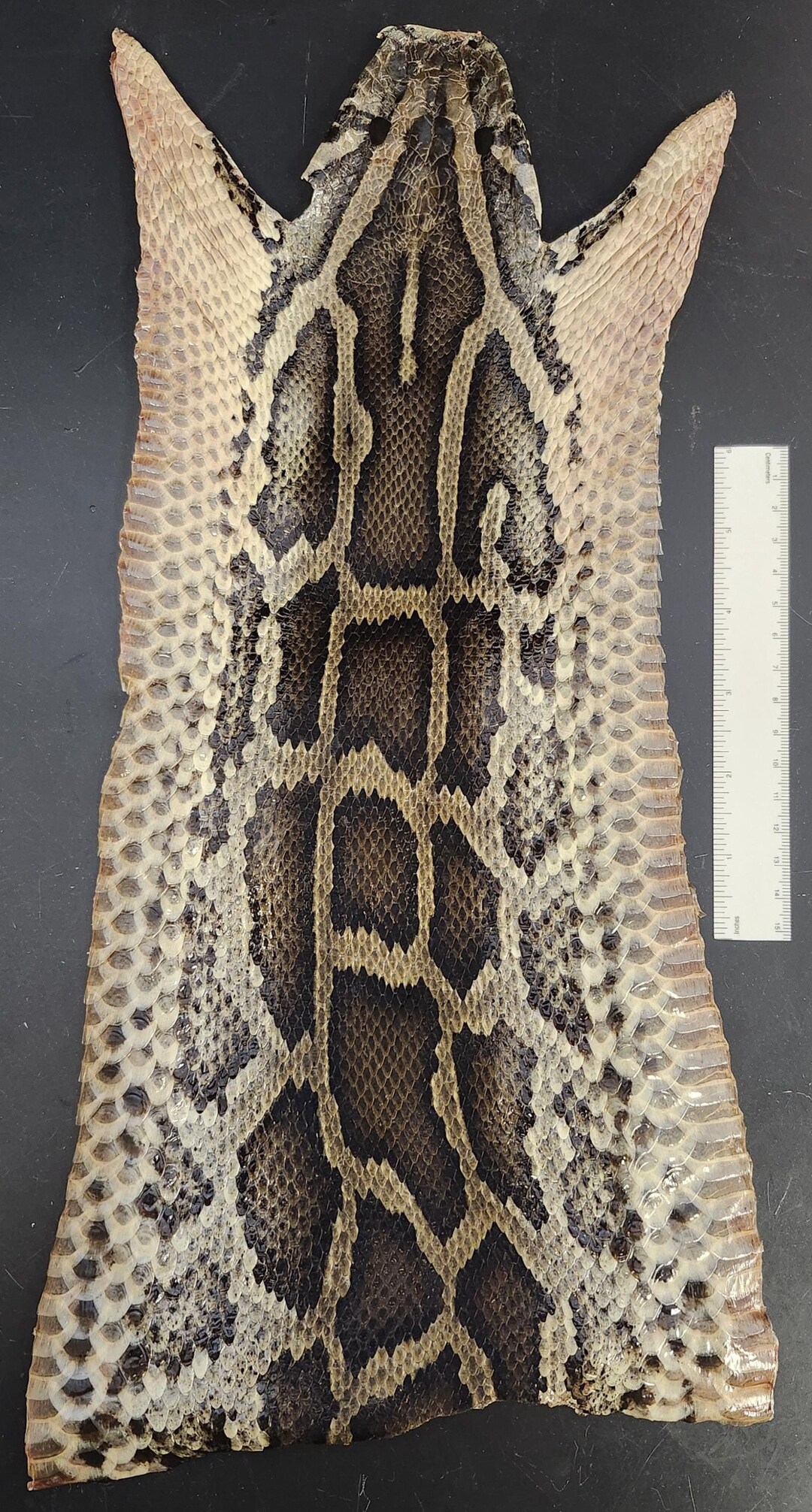 BURMESE PYTHON SKIN - Etsy