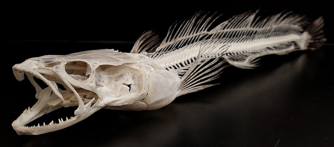 SNAKEHEAD SKELETON - Etsy