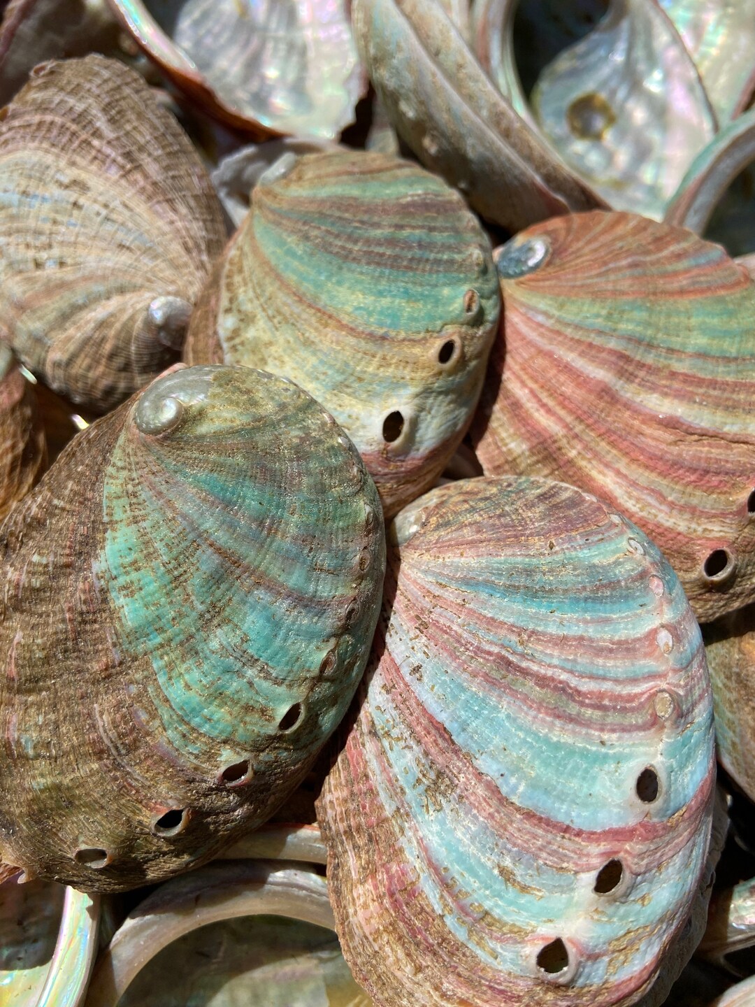 Blue Abalone Shell - Medium - Blessed - Etsy