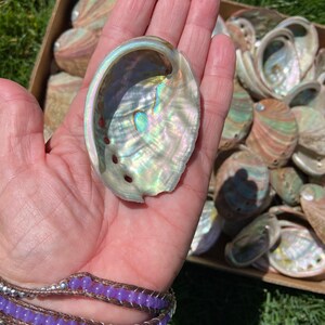 Blue Abalone Shell - Medium - Blessed - Etsy