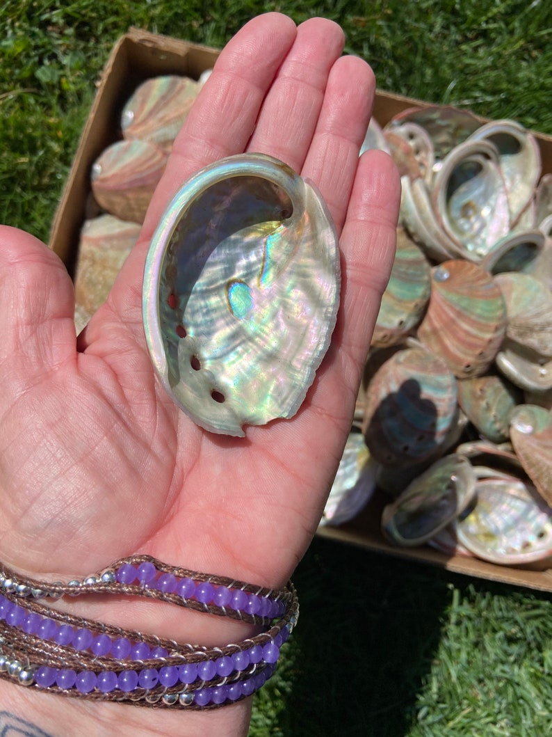 Blue Abalone Shell - Medium - Blessed - Etsy