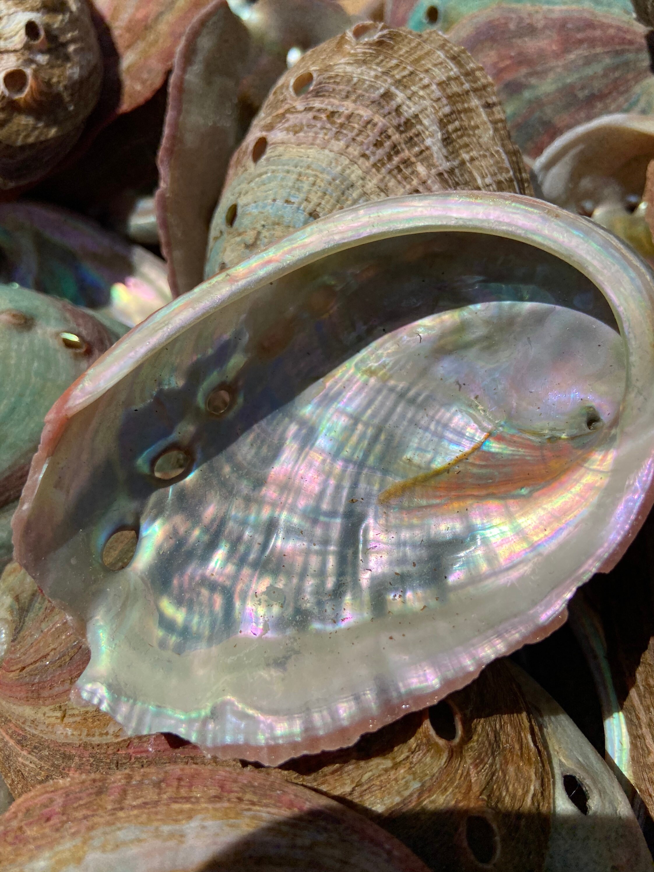 Blue Abalone Shell Medium Gesegnet | Etsy