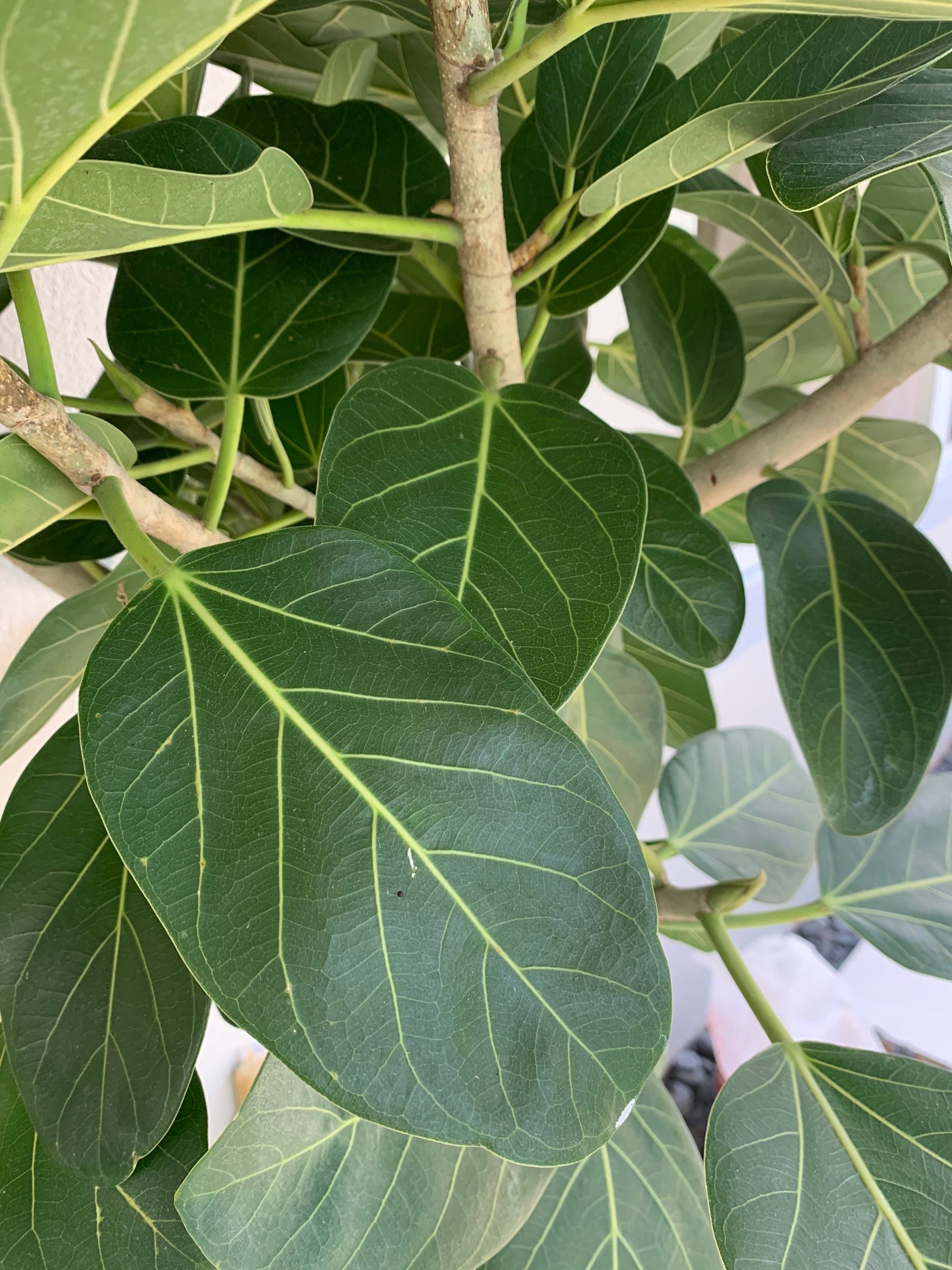 Ficus Audrey Ficus Benghalensis RARE Ficus Audrey | Etsy