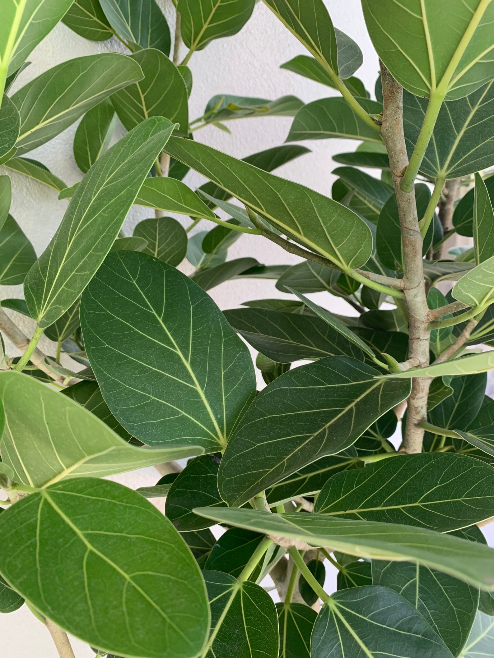 Ficus Audrey Ficus Benghalensis RARE Ficus Audrey | Etsy