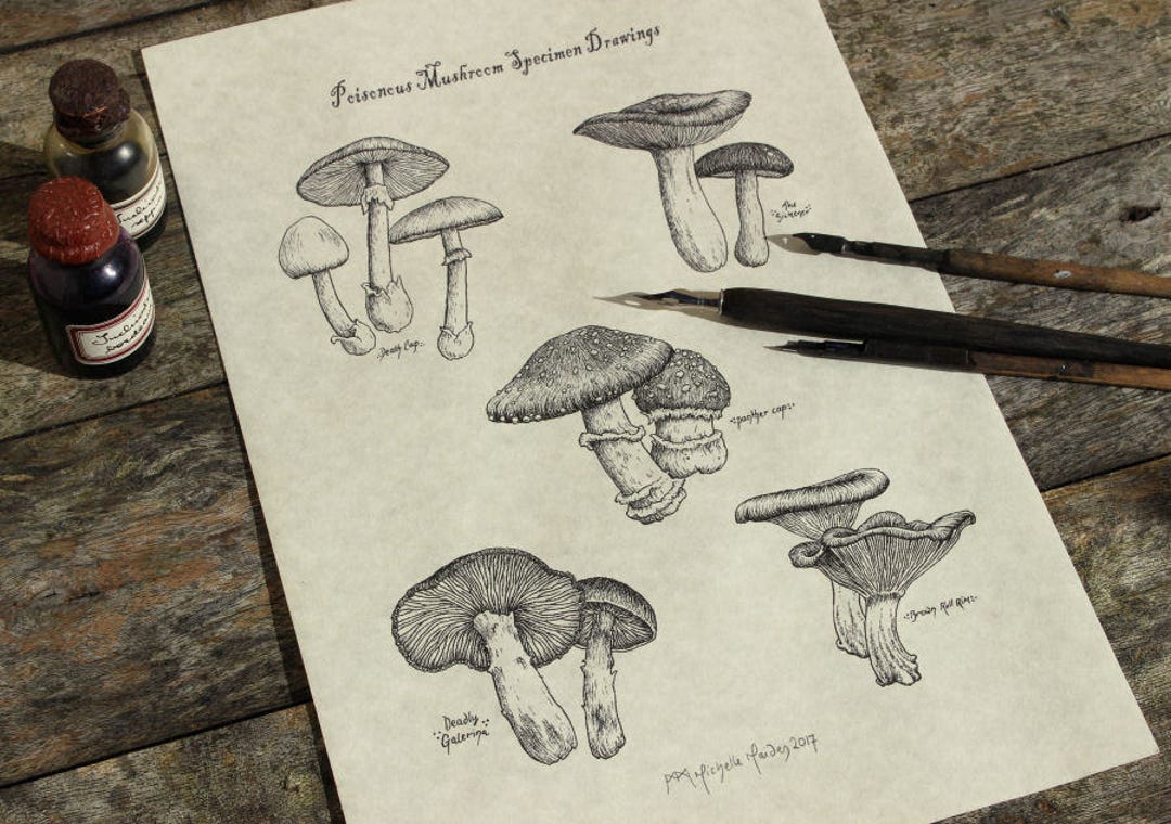 Poisonous Toadstools PRINT Cottagecore Dark Academia Apothecary Art, Antiquarian Botanical ...