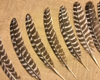 Wild turkey feathers | Etsy