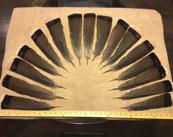 Turkey tail feathers | Etsy