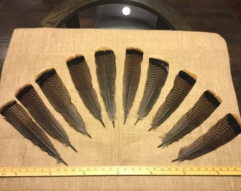 Wild turkey feathers | Etsy