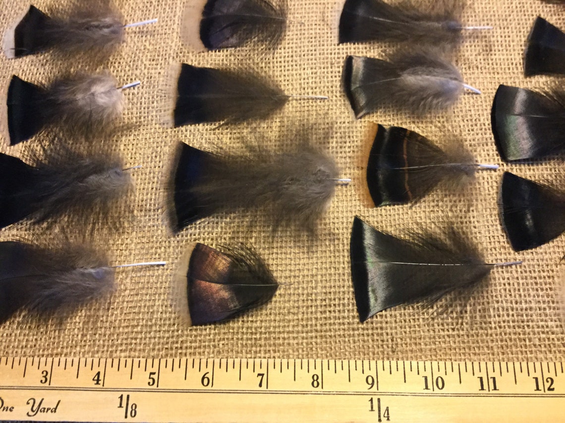 Large group of wild turkey body feathers | Etsy