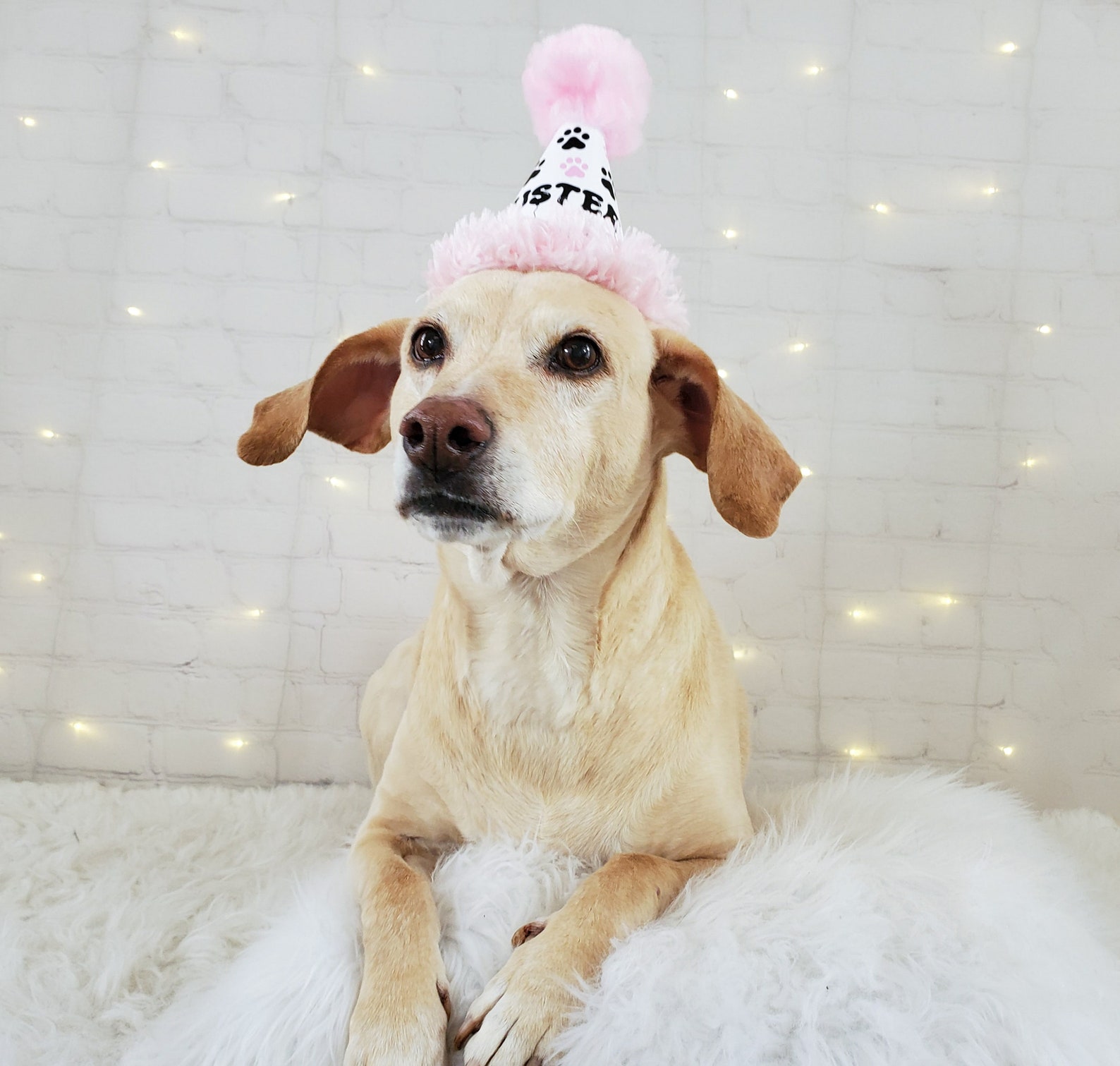 Personalized Dog Birthday Hat Party Hat for Dog Puppy Party - Etsy
